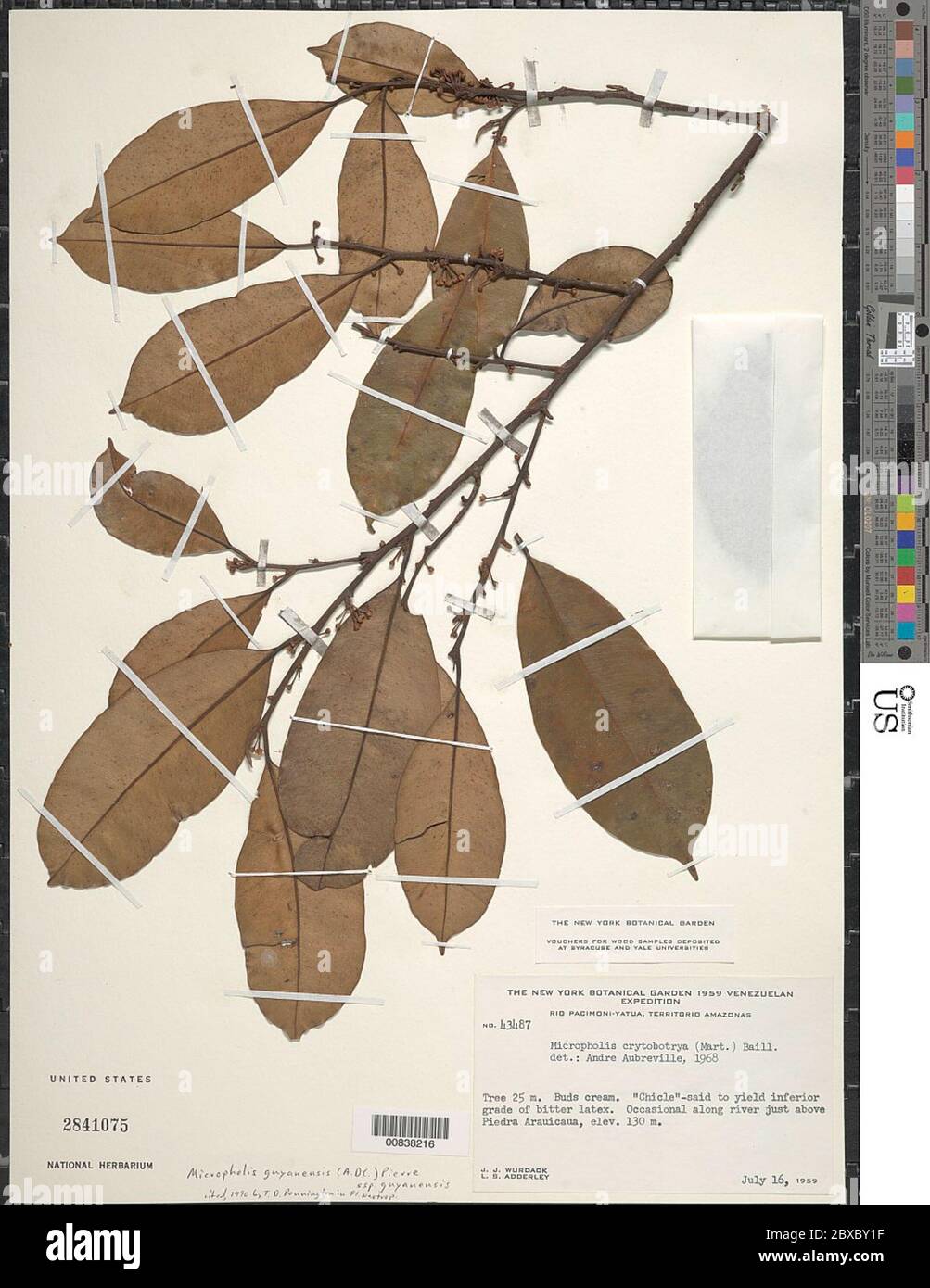Micropholis guyanensis A DC Pierre subsp guyanensis Micropholis ...