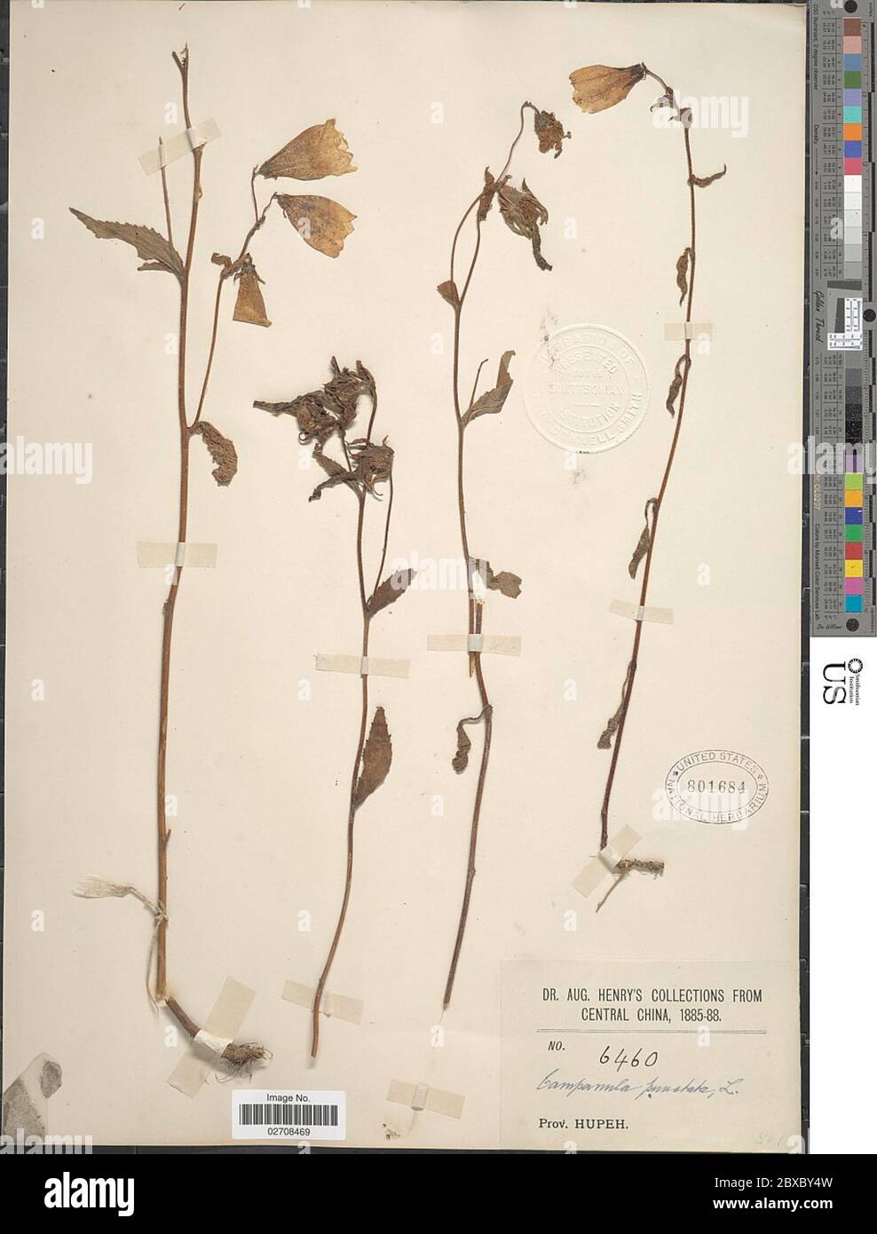 Campanula punctata Campanula punctata Stock Photo - Alamy