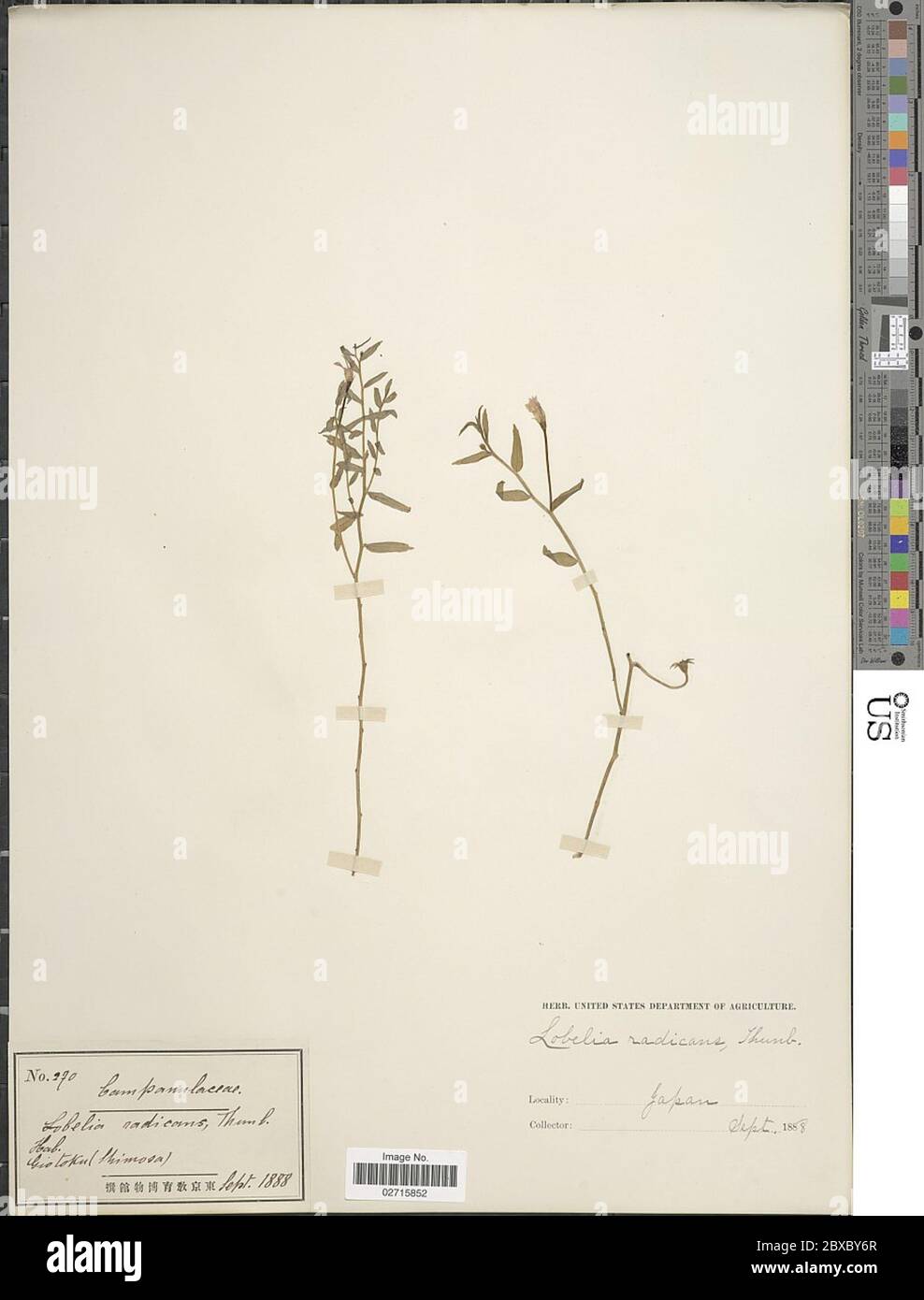 Lobeliaceae family hi-res stock photography and images - Alamy