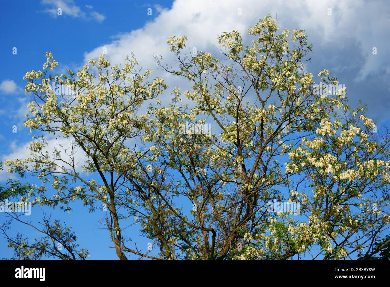 Flowering acacia tree hi-res stock photography and images - Alamy