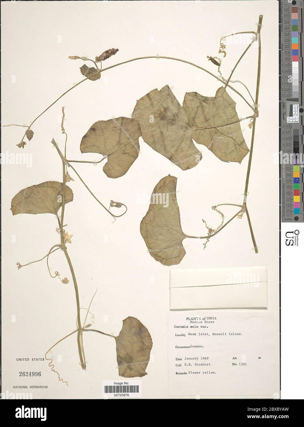 Cucumis melo L Cucumis melo L Stock Photo - Alamy