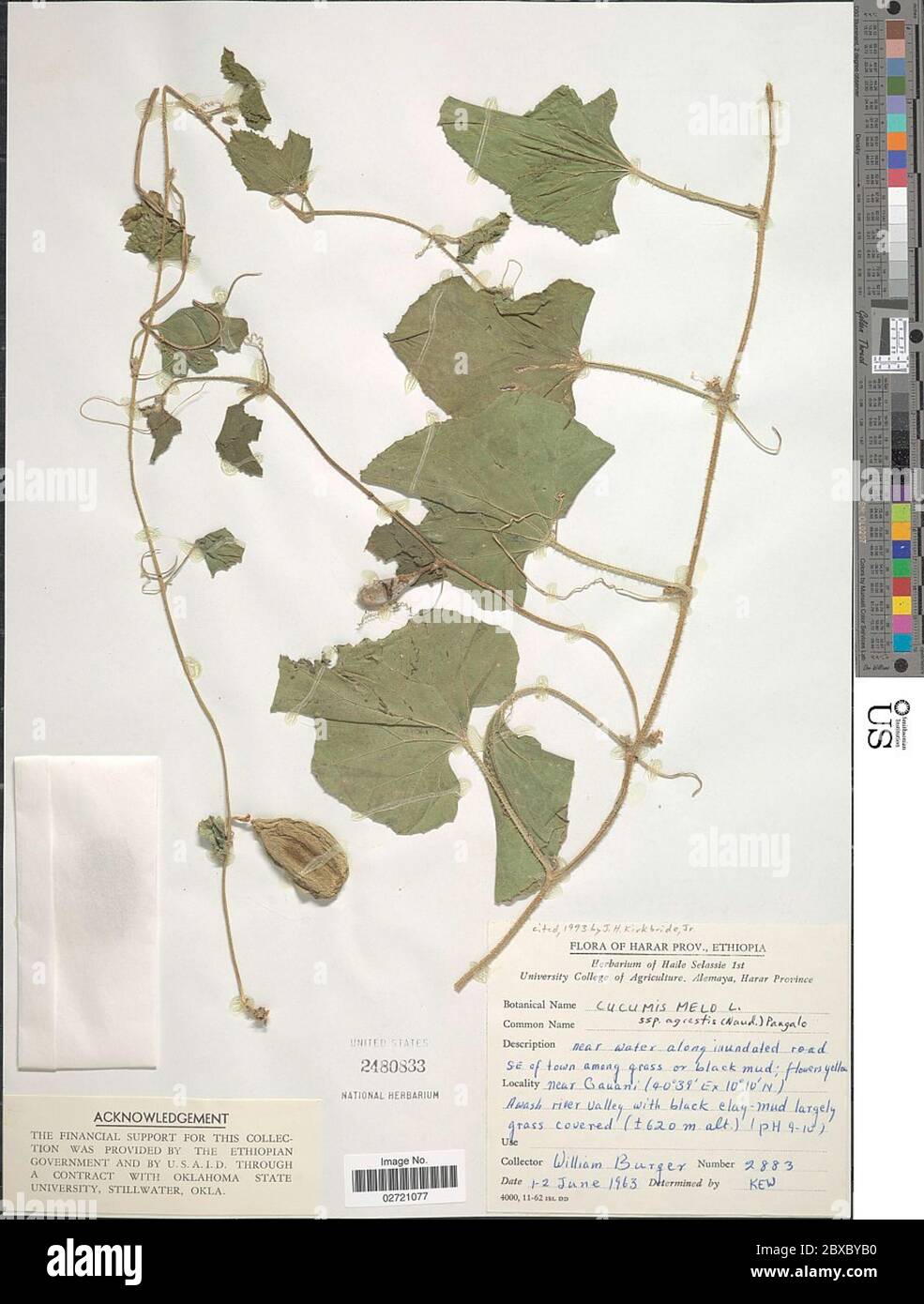 Melo family hi-res stock photography and images - Alamy