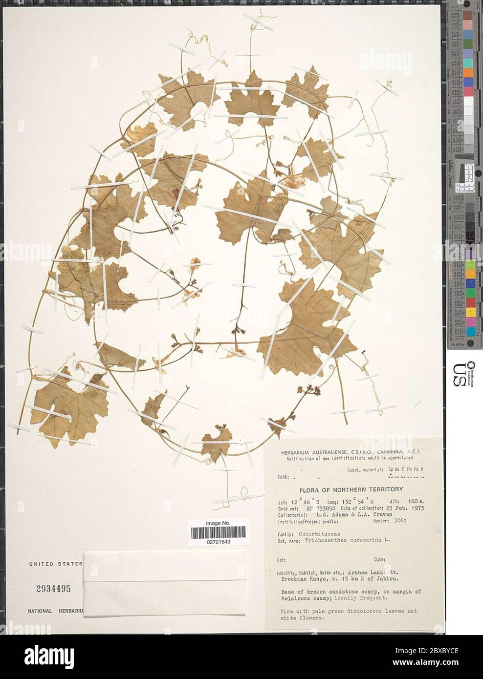 Trichosanthes cucumerina L Trichosanthes cucumerina L Stock Photo - Alamy