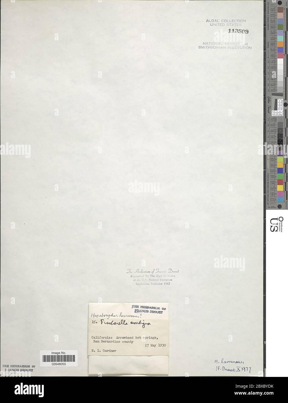 Stigonema hi-res stock photography and images - Alamy