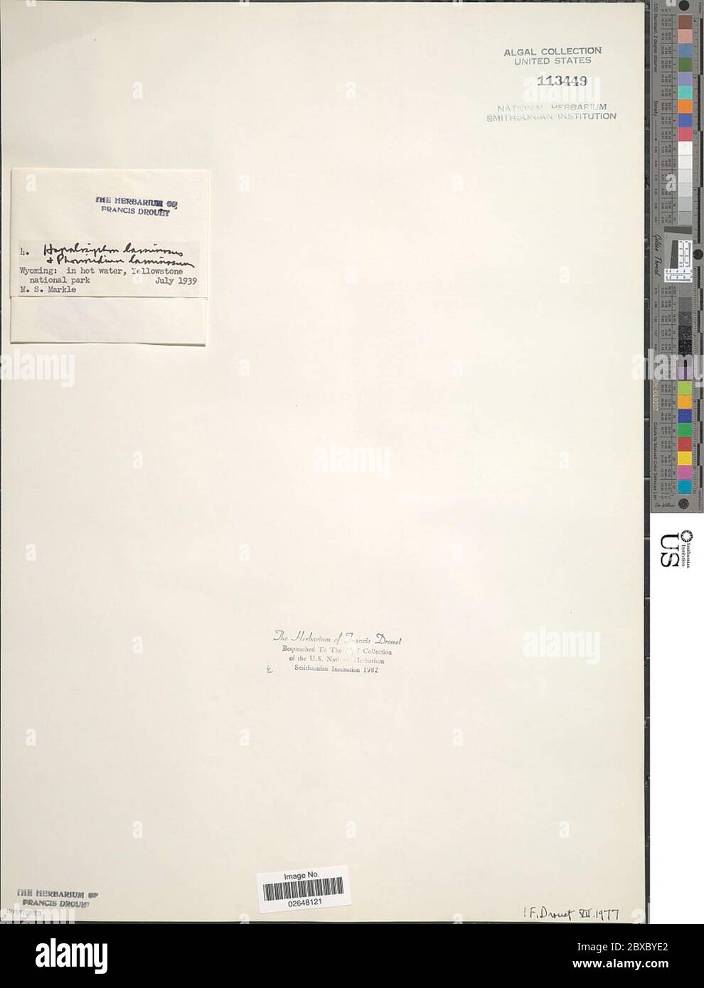 Stigonema muscicola Stigonema muscicola Stock Photo - Alamy