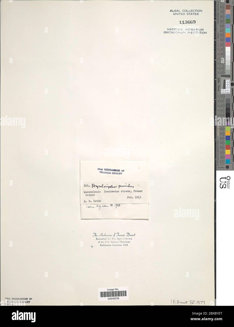 Stigonema muscicola Stigonema muscicola Stock Photo - Alamy