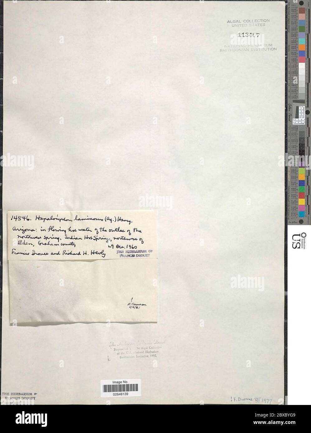 Stigonema muscicola Stigonema muscicola Stock Photo - Alamy