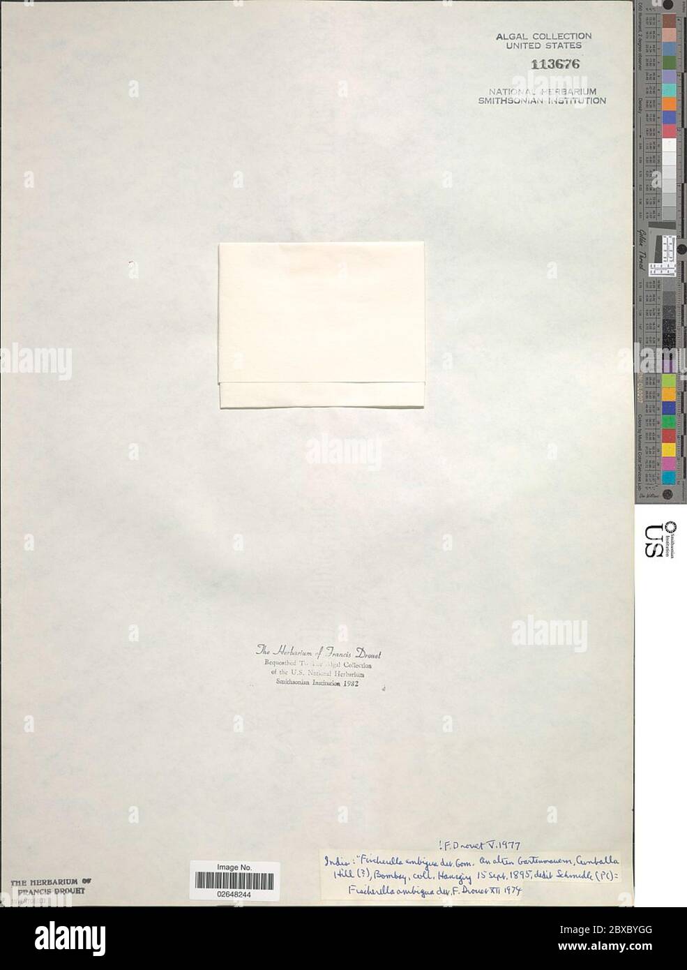 Stigonema muscicola Stigonema muscicola Stock Photo - Alamy