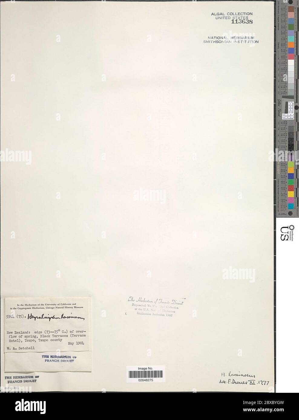 Stigonema muscicola Stigonema muscicola Stock Photo - Alamy