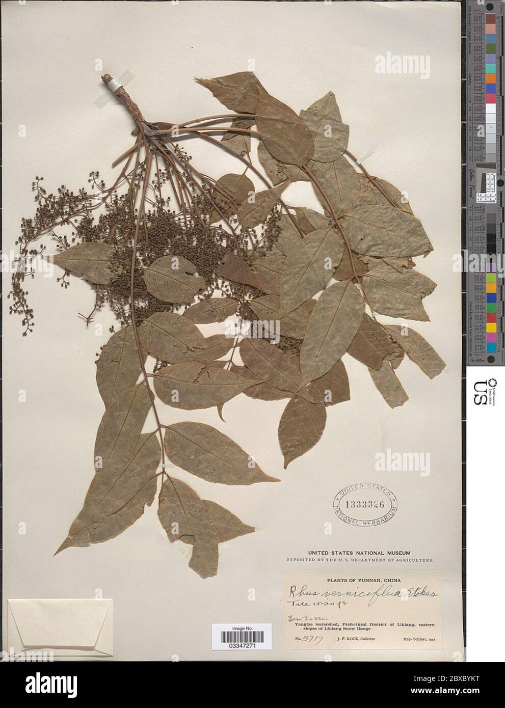 Rhus verniciflua hi-res stock photography and images - Alamy