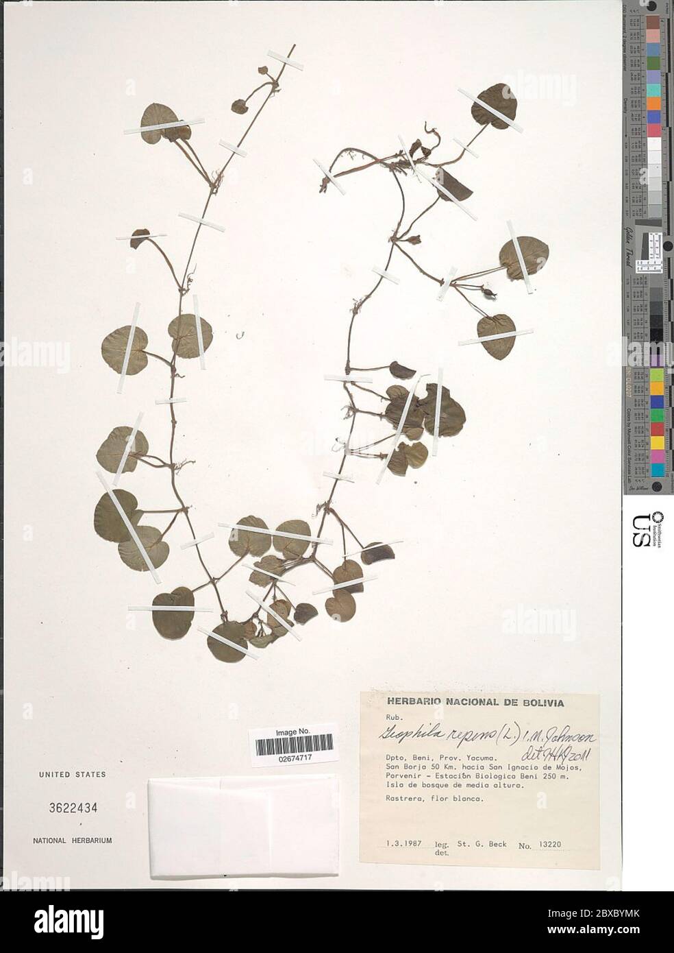 Carinta repens Carinta repens Stock Photo - Alamy