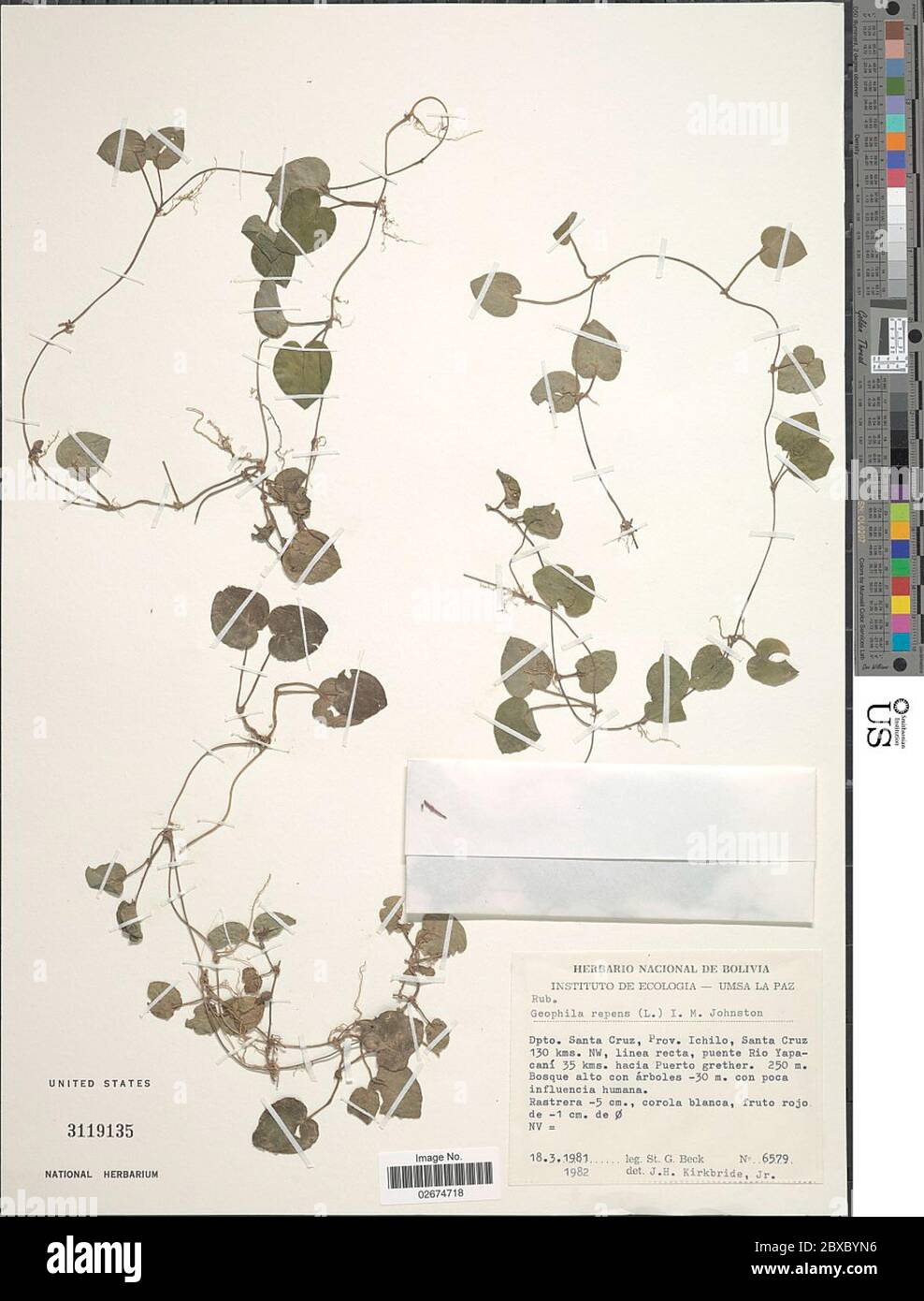 Carinta repens Carinta repens Stock Photo - Alamy