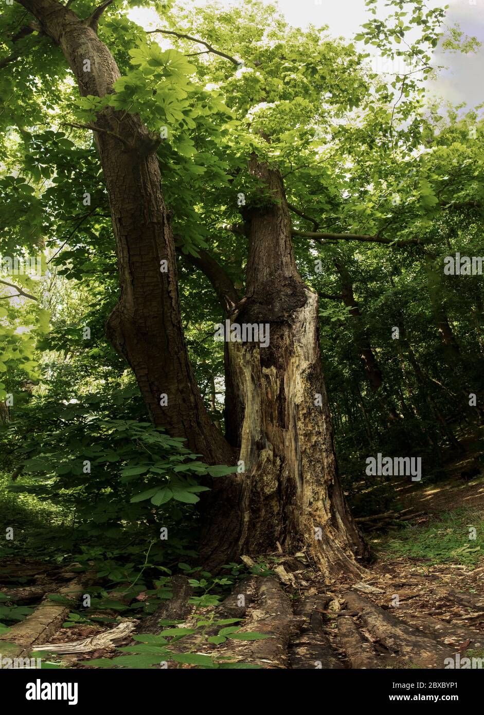 Biogeochemical cycle hi-res stock photography and images - Alamy