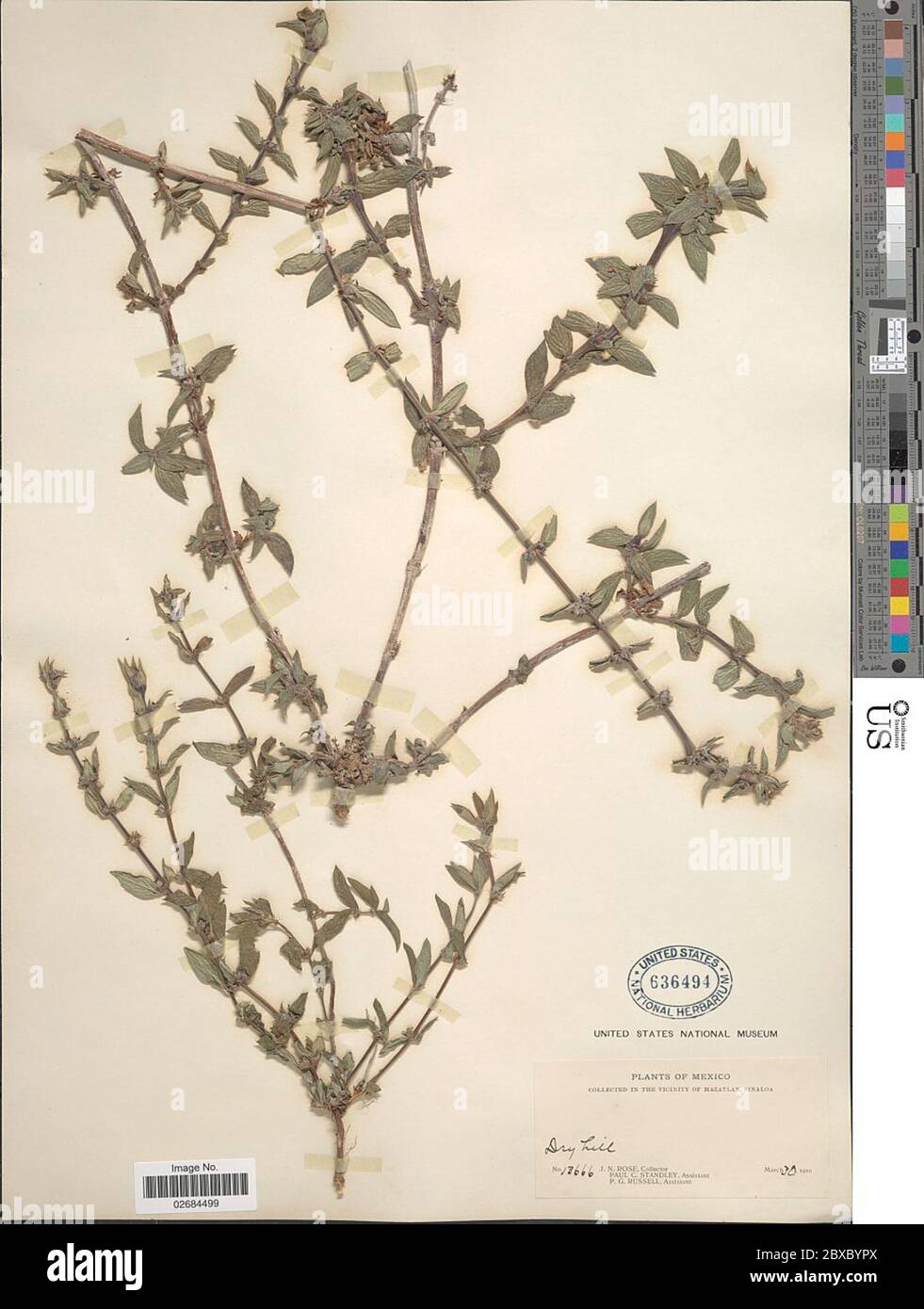 Diodia sp Diodia sp Stock Photo - Alamy