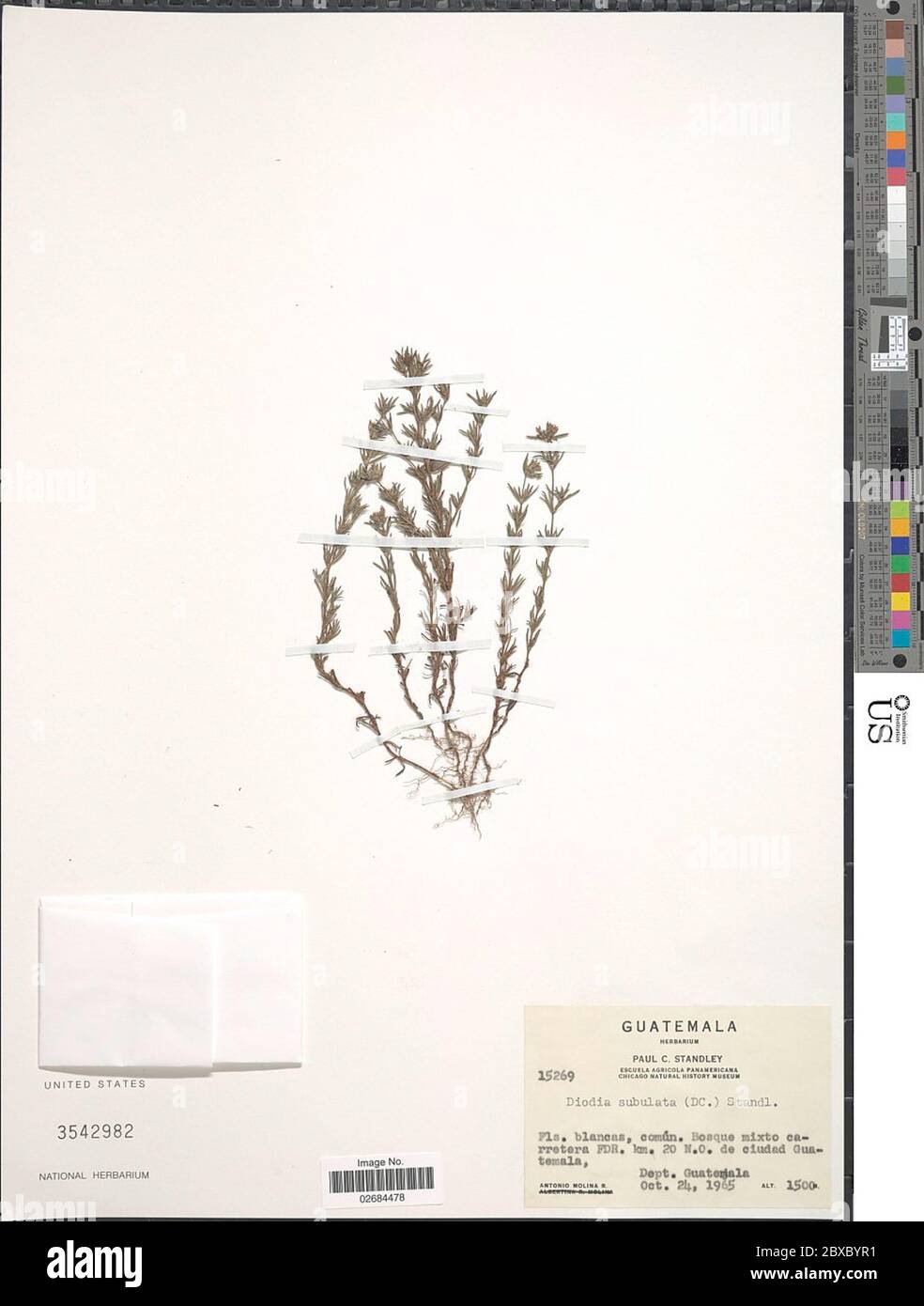 Diodia subulata DC Standl Diodia subulata DC Standl Stock Photo - Alamy