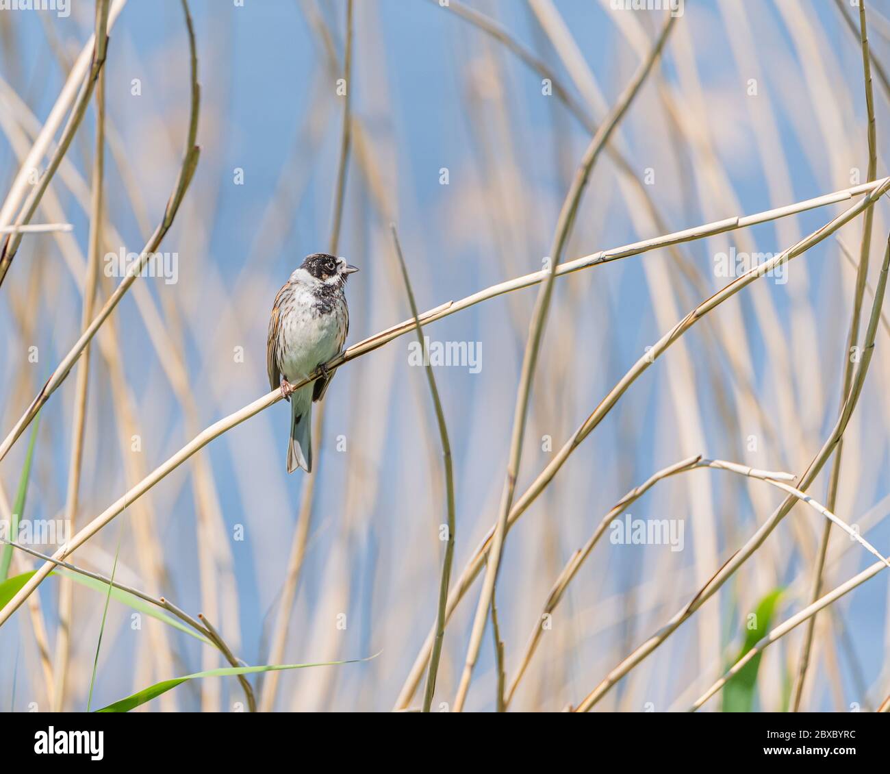 A passerine Common Reed Bunting, Emberiza schoeniclus perching on a ...