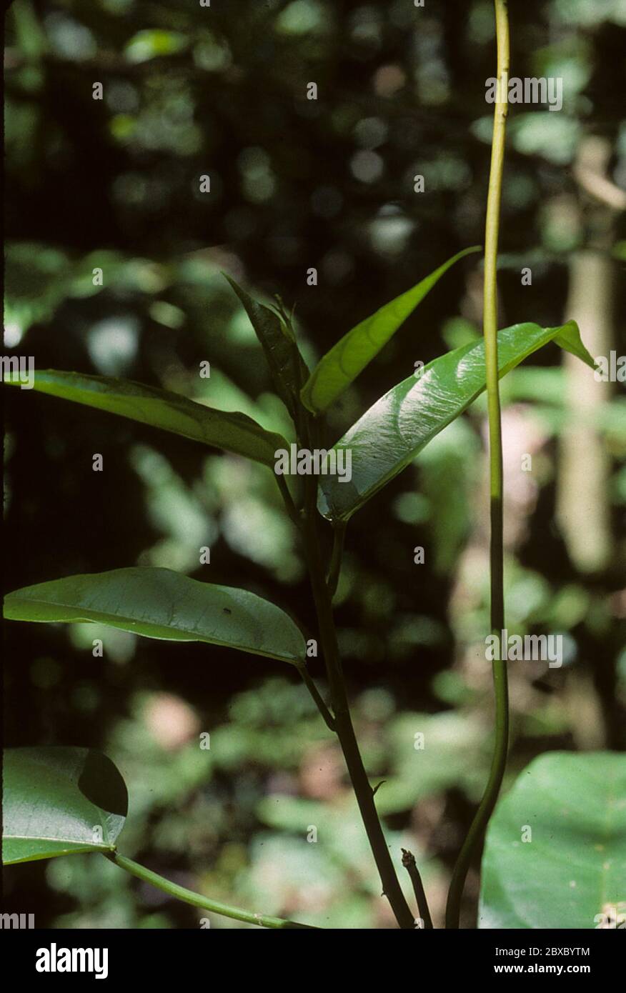 Omphalea diandra L Omphalea diandra L Stock Photo - Alamy