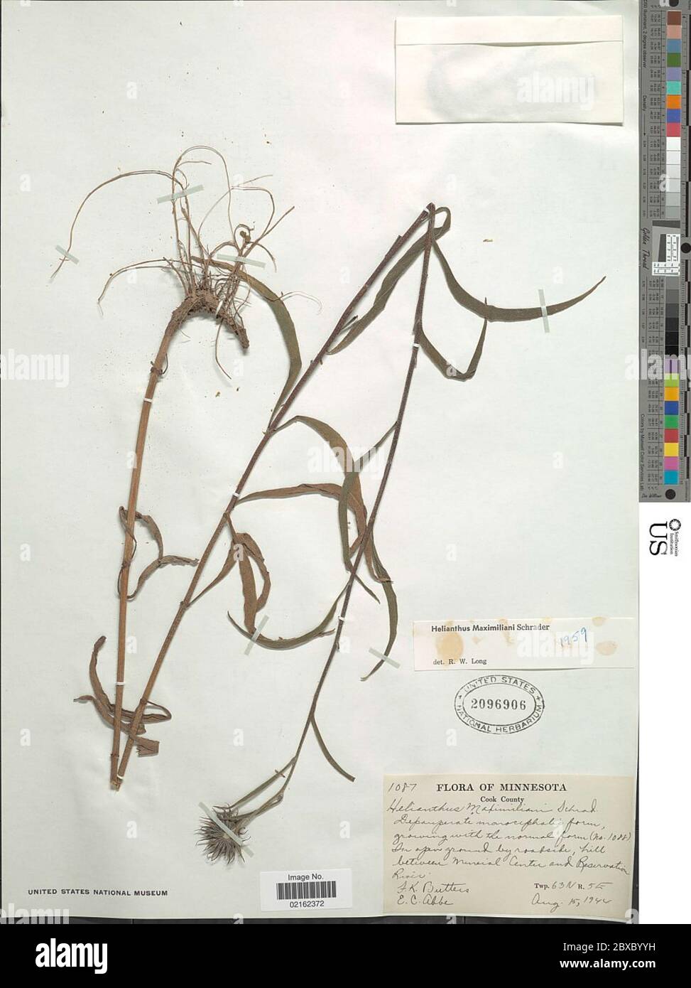 Helianthus maximiliani Schrad Helianthus maximiliani Schrad Stock Photo ...