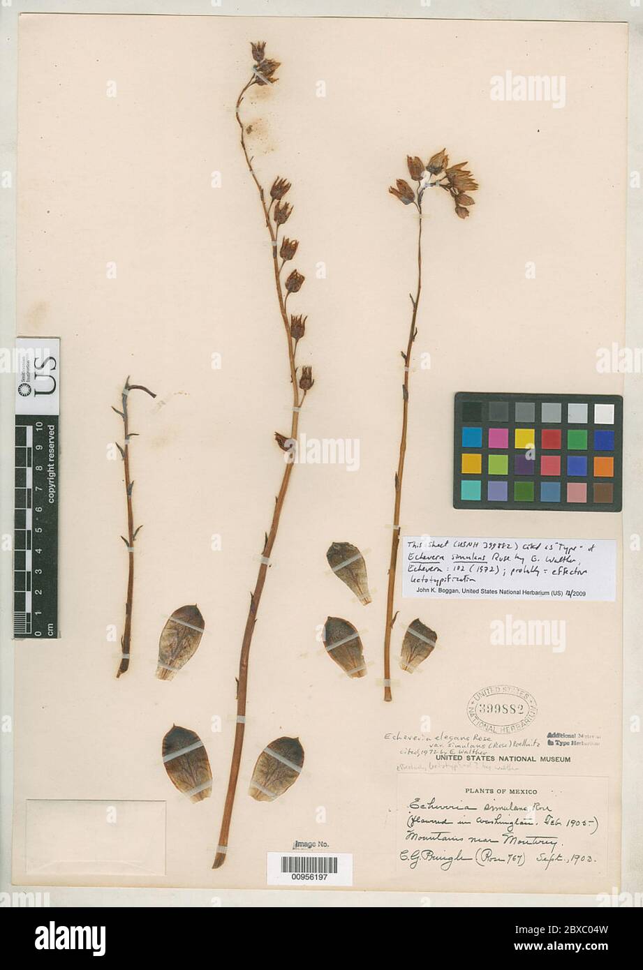 Echeveria simulans Rose Echeveria simulans Rose Stock Photo - Alamy