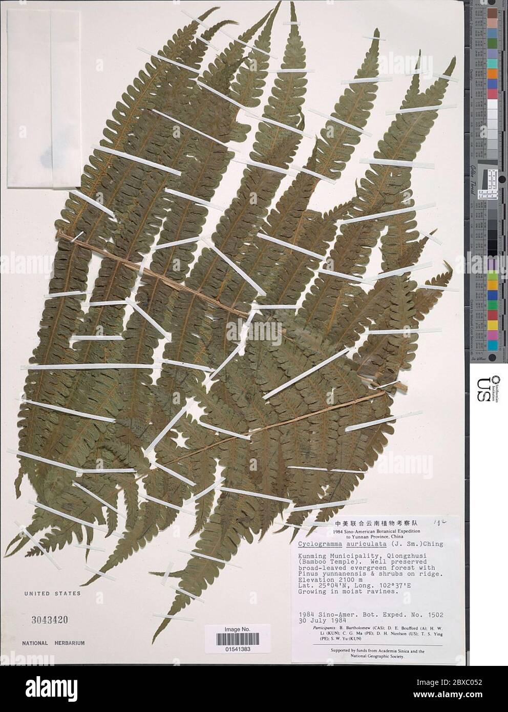 Cyclogramma auriculata J Sm Ching Cyclogramma auriculata J Sm Ching ...