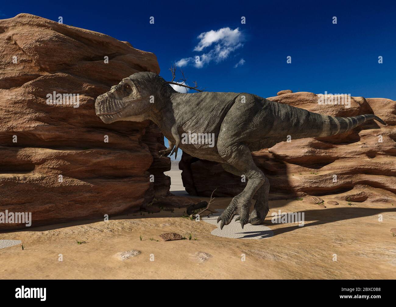 t rex the strongest dinosaur passing by the sand and stone. This ...