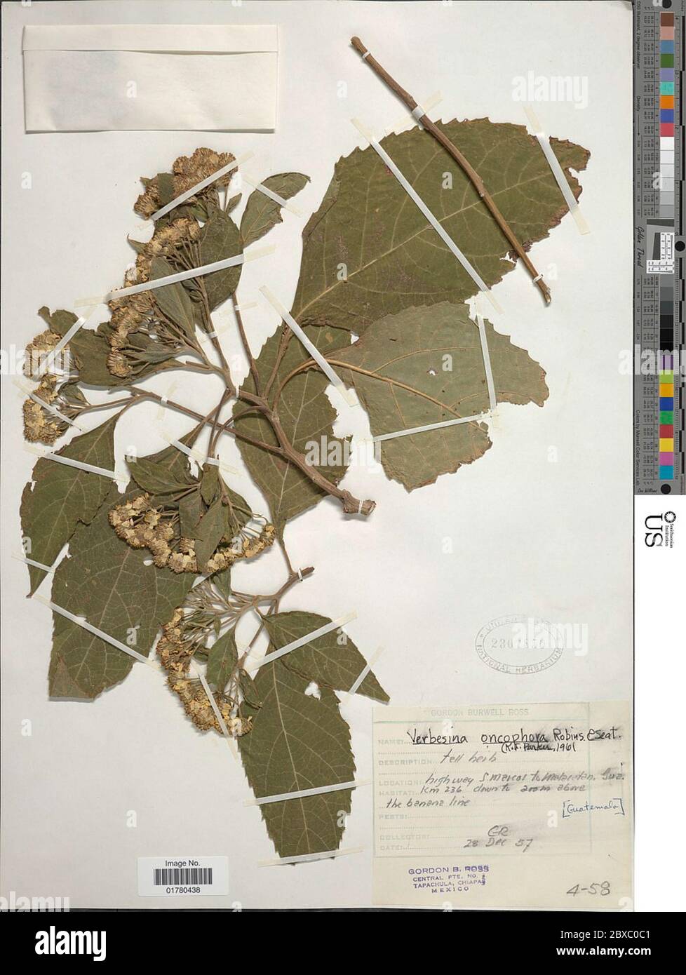 Verbesina sp Verbesina sp Stock Photo - Alamy