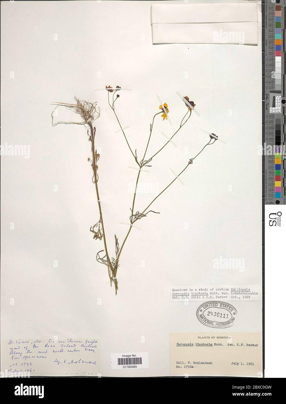 Coreopsis tinctoria nutt hi-res stock photography and images - Alamy