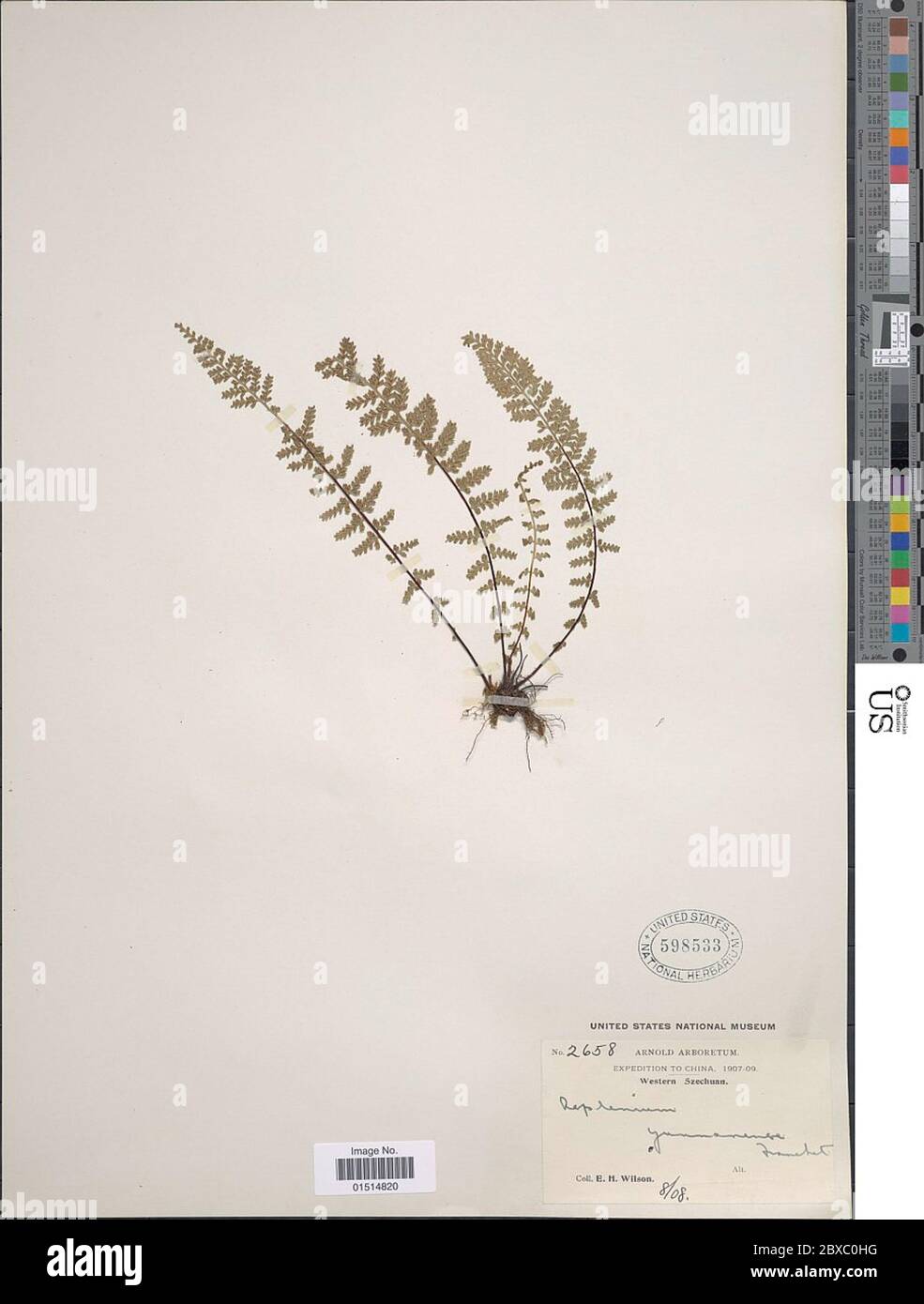 Asplenium exiguum Bedd Asplenium exiguum Bedd Stock Photo - Alamy