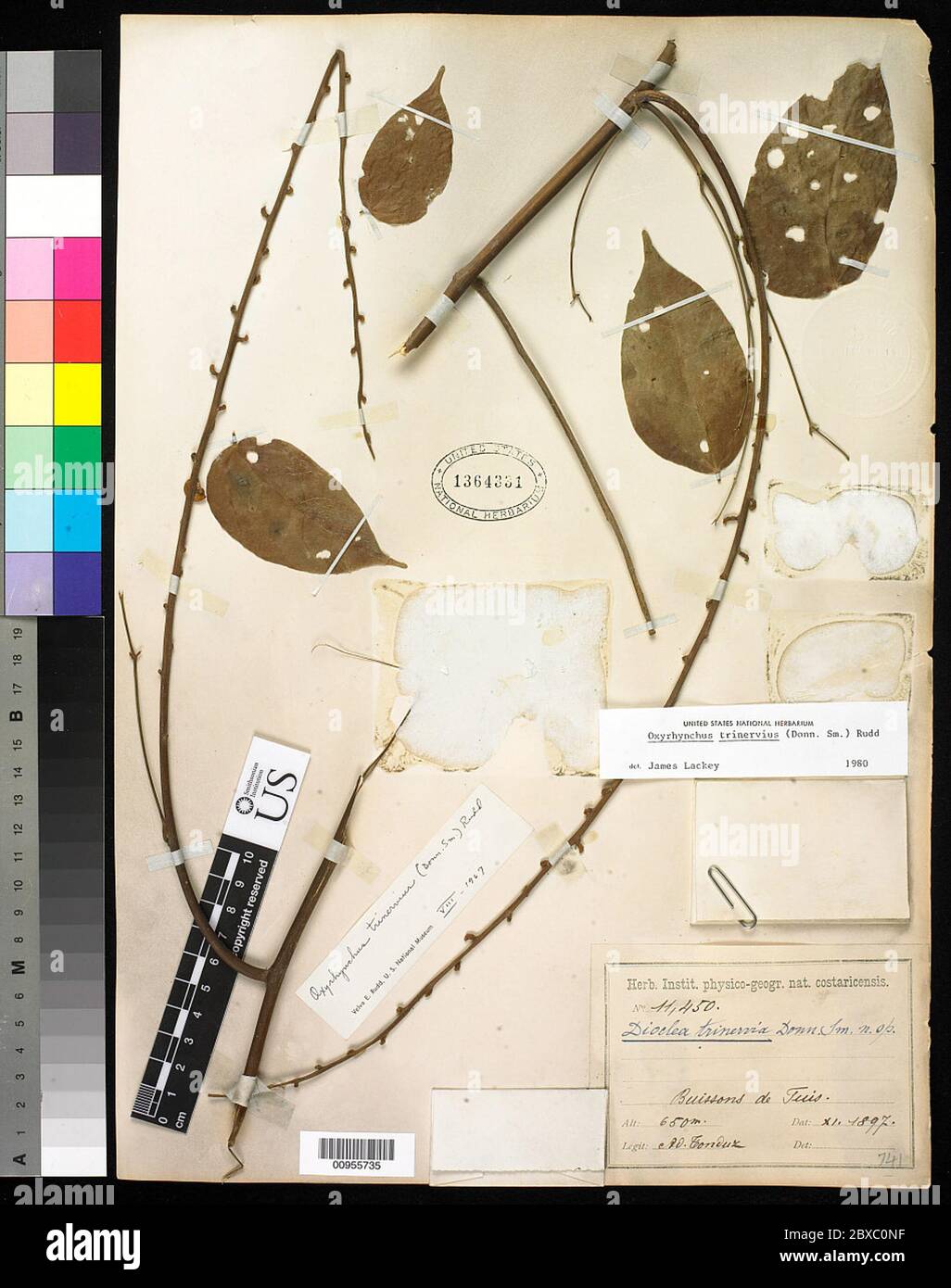 Dioclea hi-res stock photography and images - Alamy