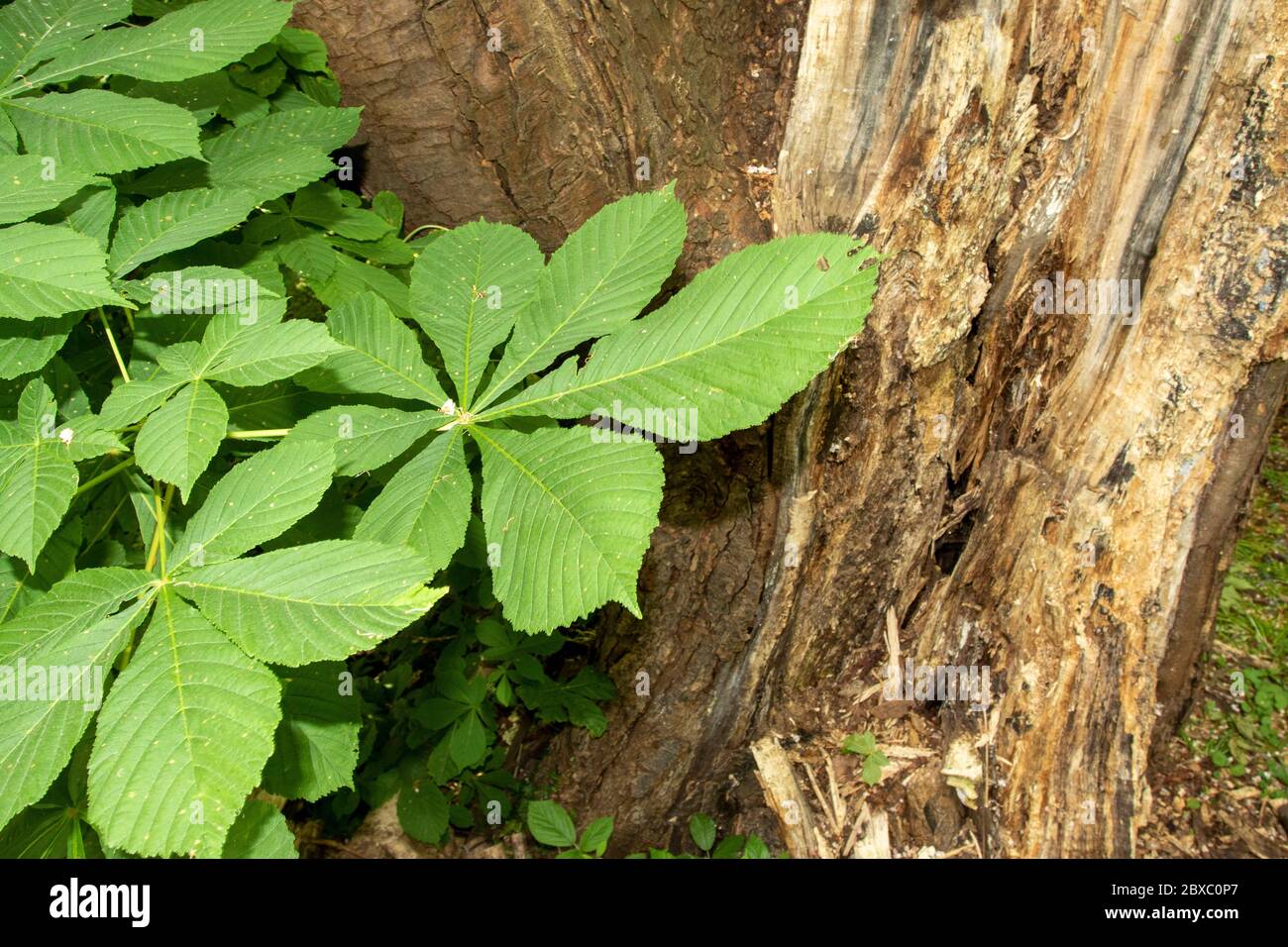 Split and decaying Horse Chestnut tree representing strength ...