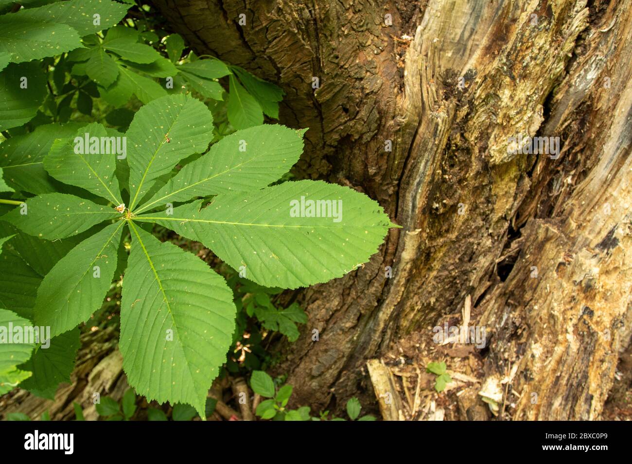 Split and decaying Horse Chestnut tree representing strength ...