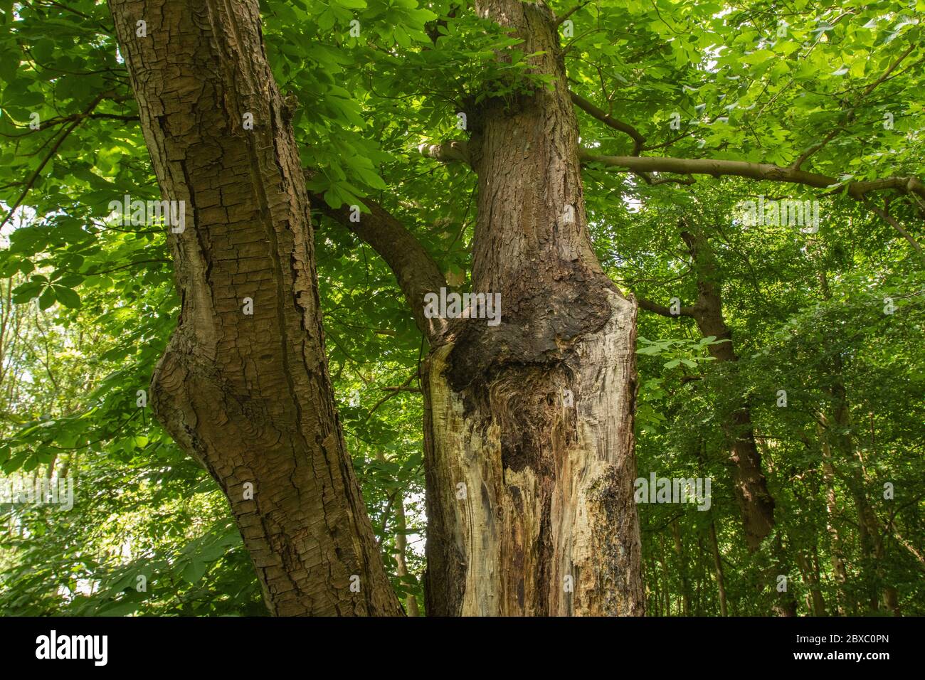 Split and decaying Horse Chestnut tree representing strength ...