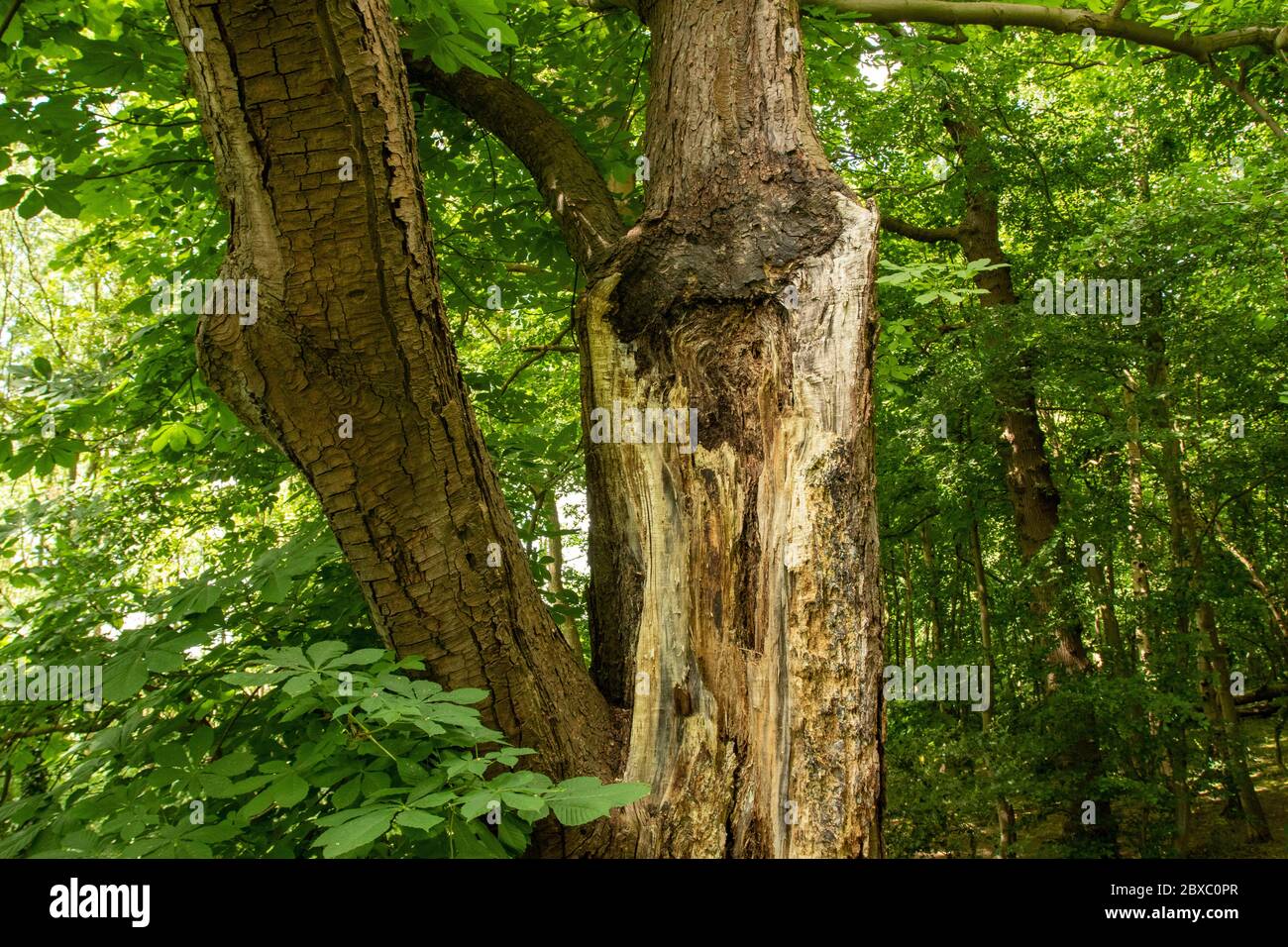 Split and decaying Horse Chestnut tree representing strength ...