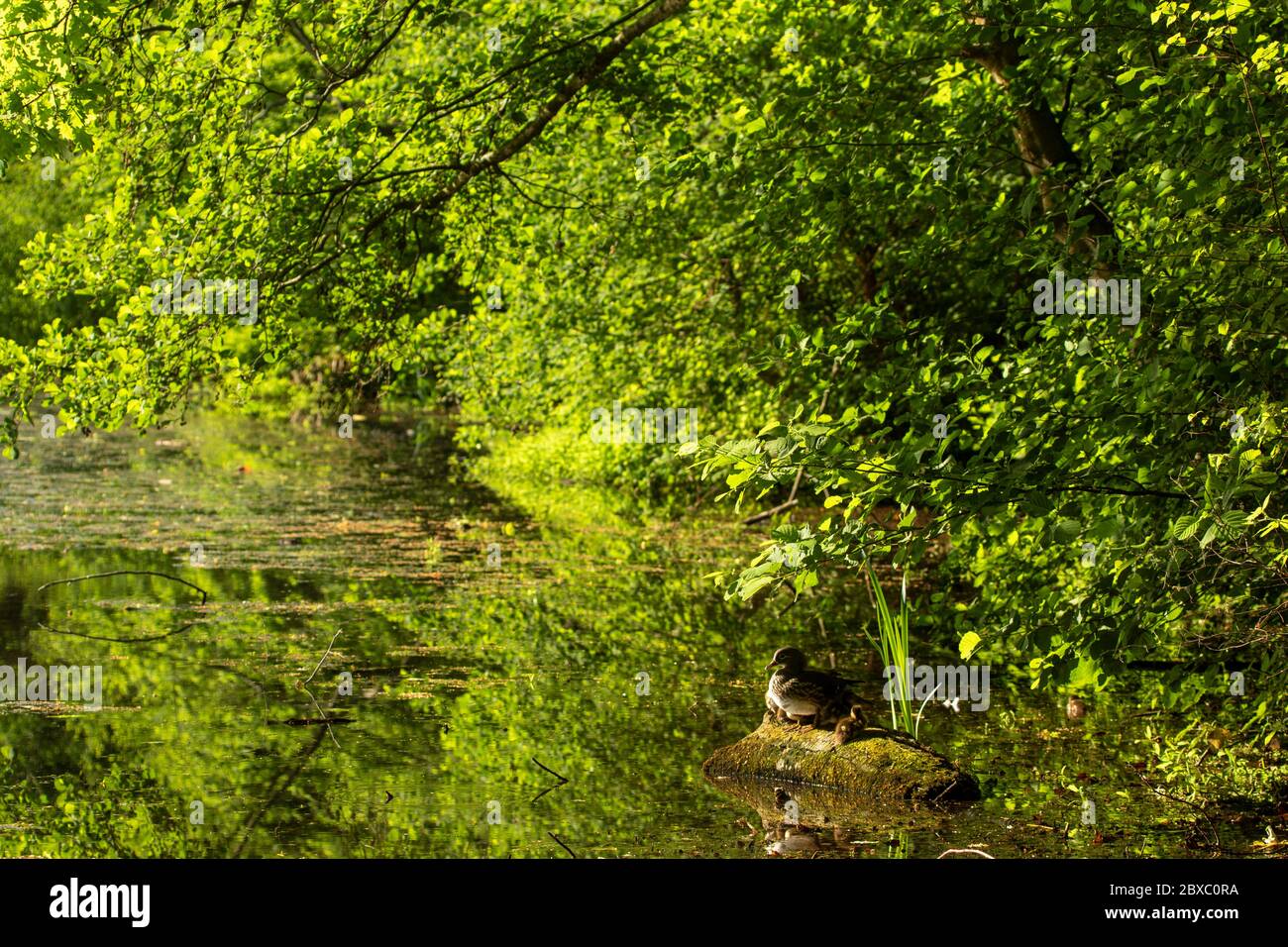 Keston village hi-res stock photography and images - Alamy