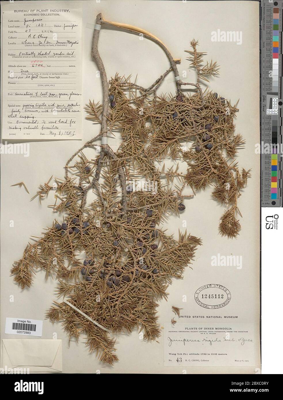 Juniperus rigida Juniperus rigida Stock Photo - Alamy