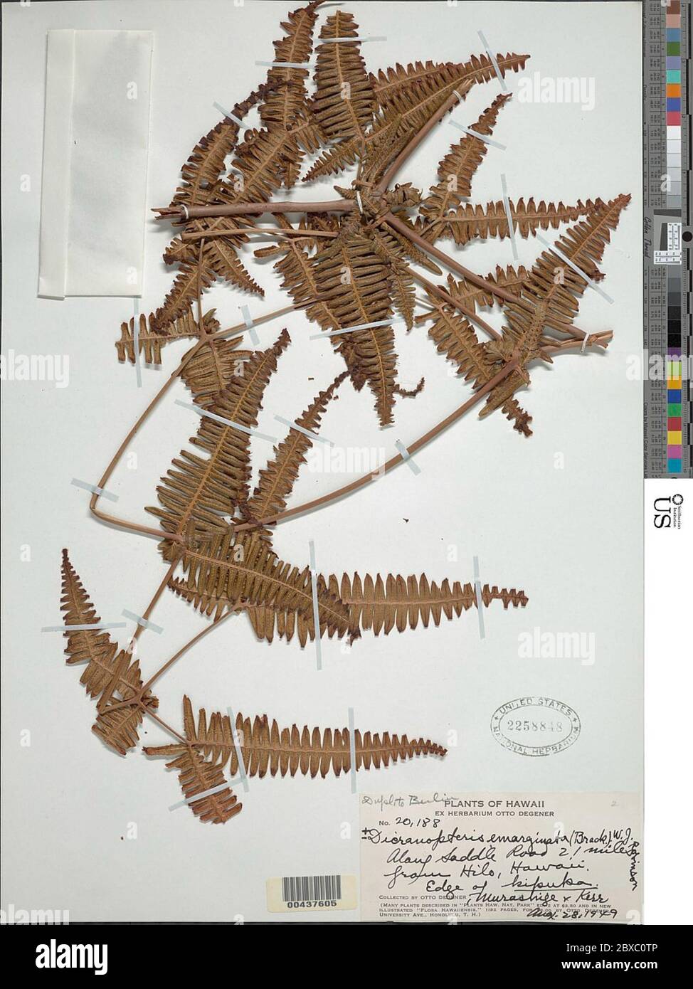 Dicranopteris linearis Burm f Underw Dicranopteris linearis Burm f ...
