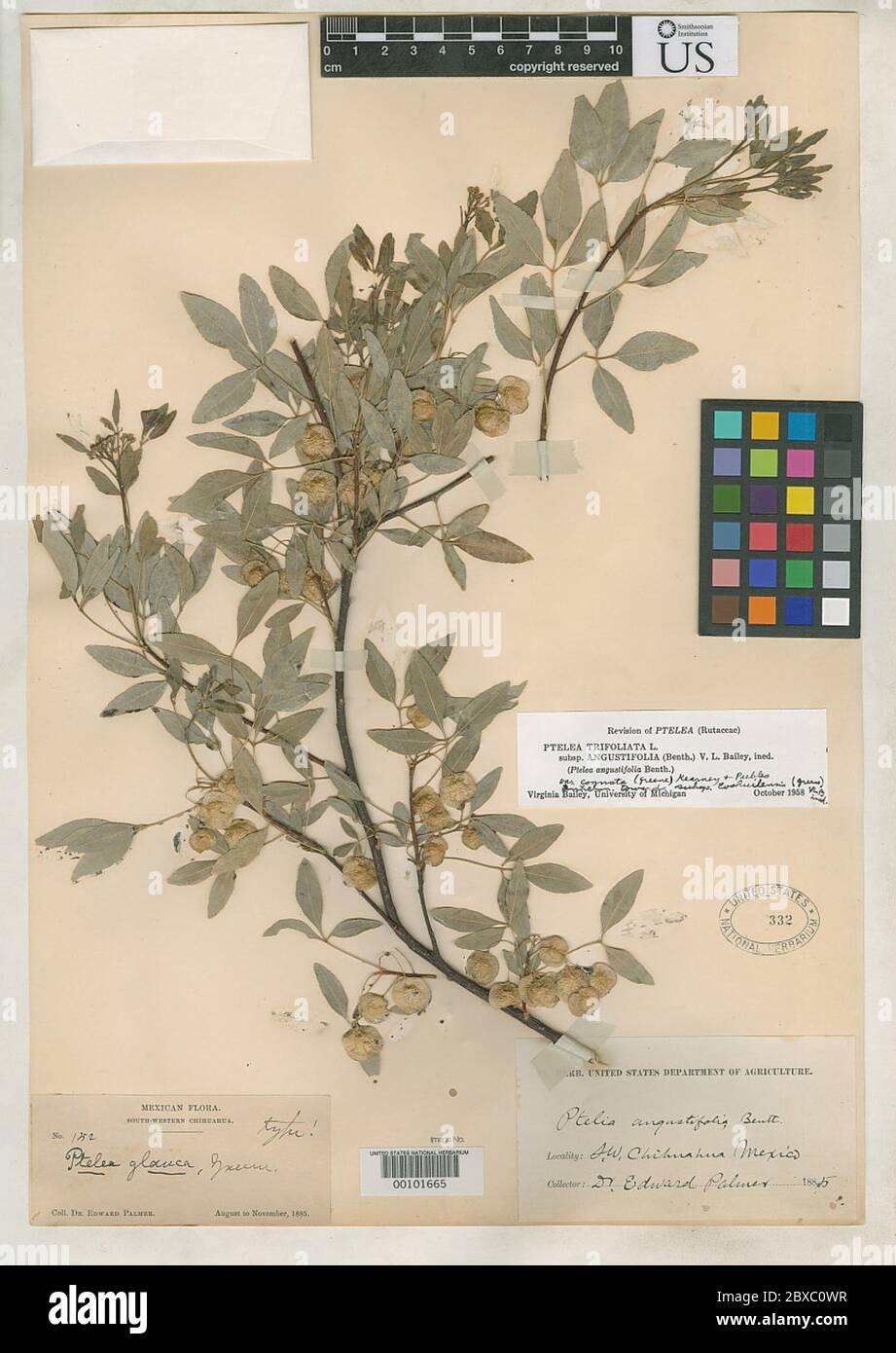 Ptelea hi-res stock photography and images - Alamy