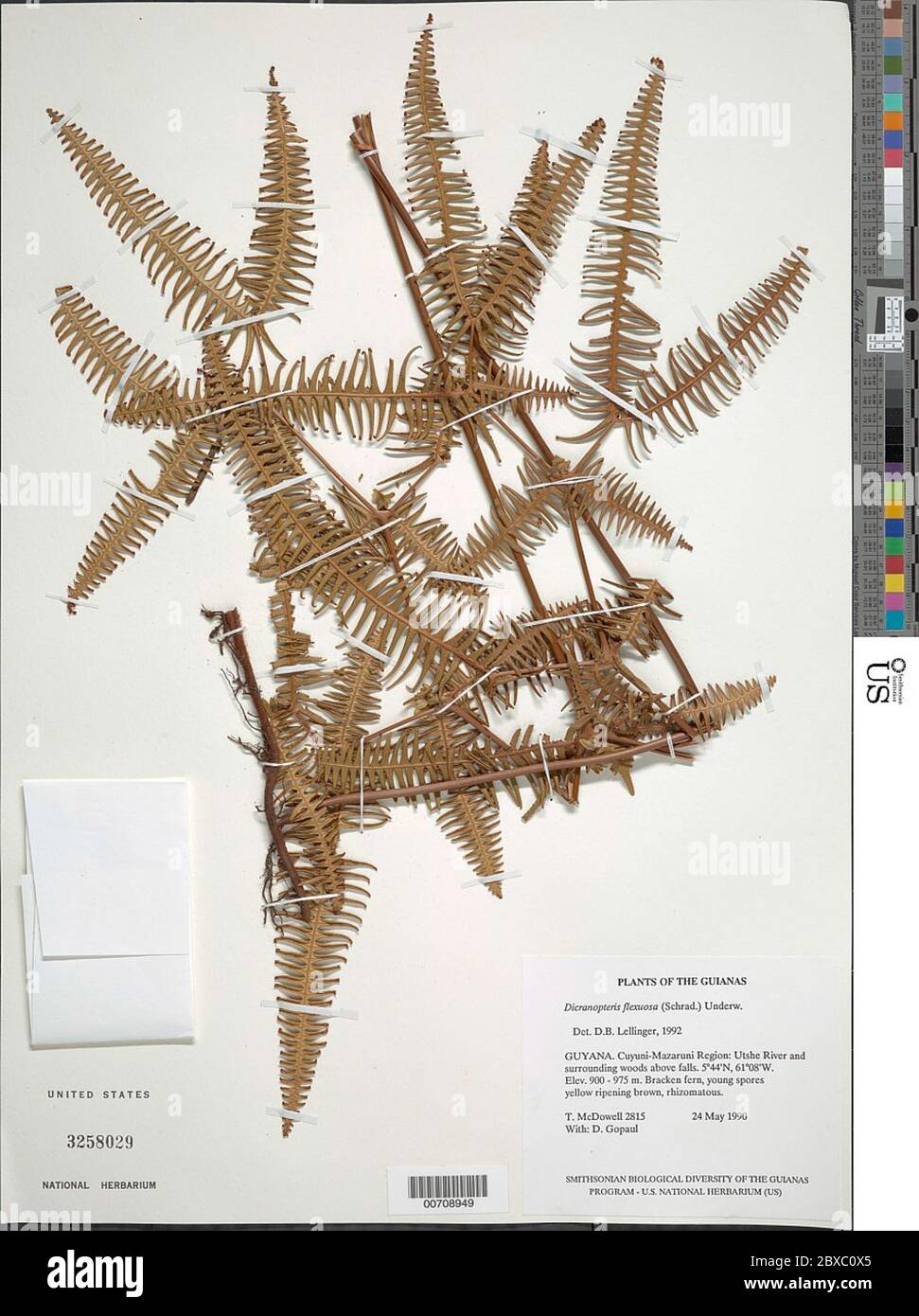 Dicranopteris flexuosa Schrad Underw Dicranopteris flexuosa Schrad ...