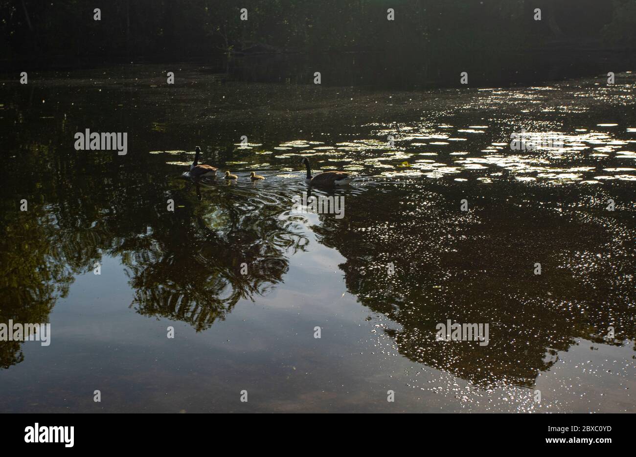 Keston greater london hi-res stock photography and images - Alamy