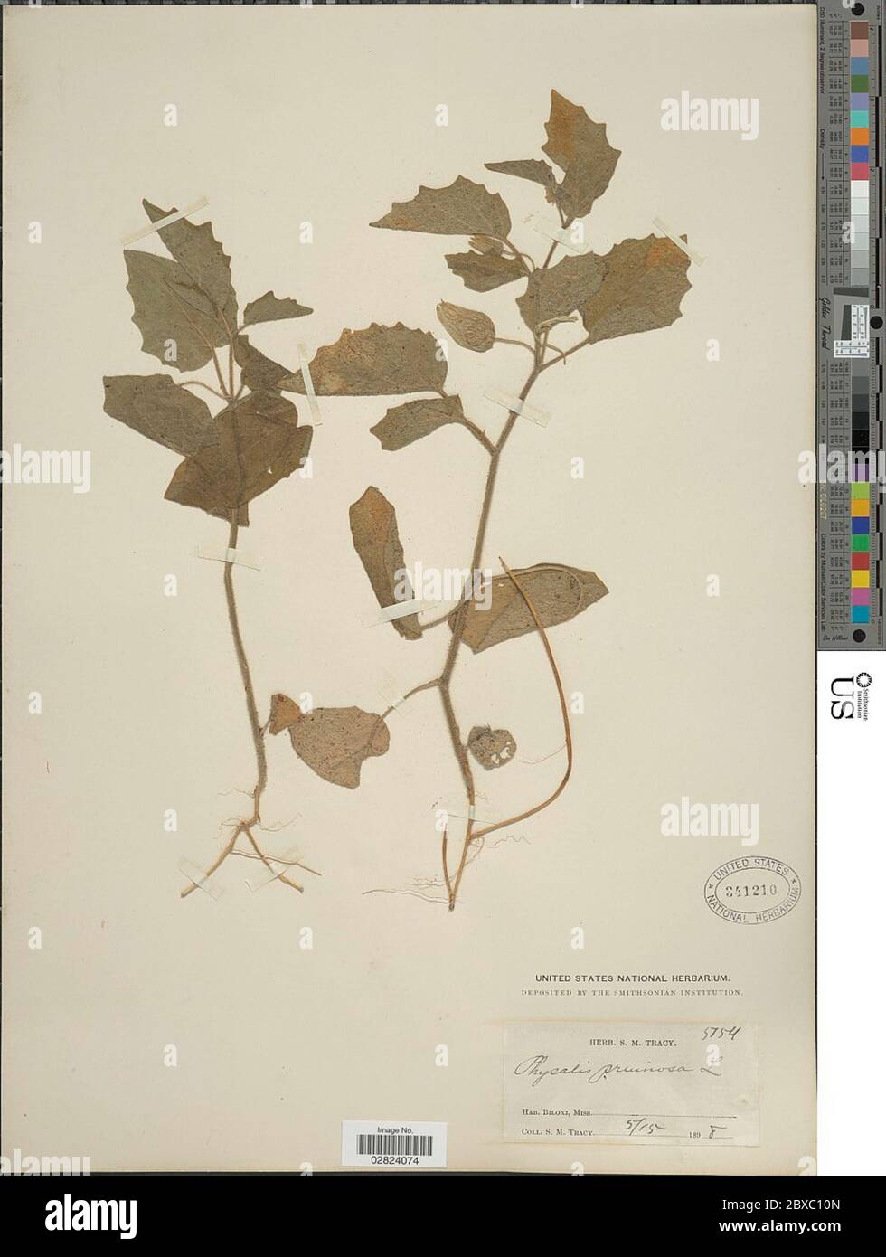 Genus physalis hi-res stock photography and images - Alamy