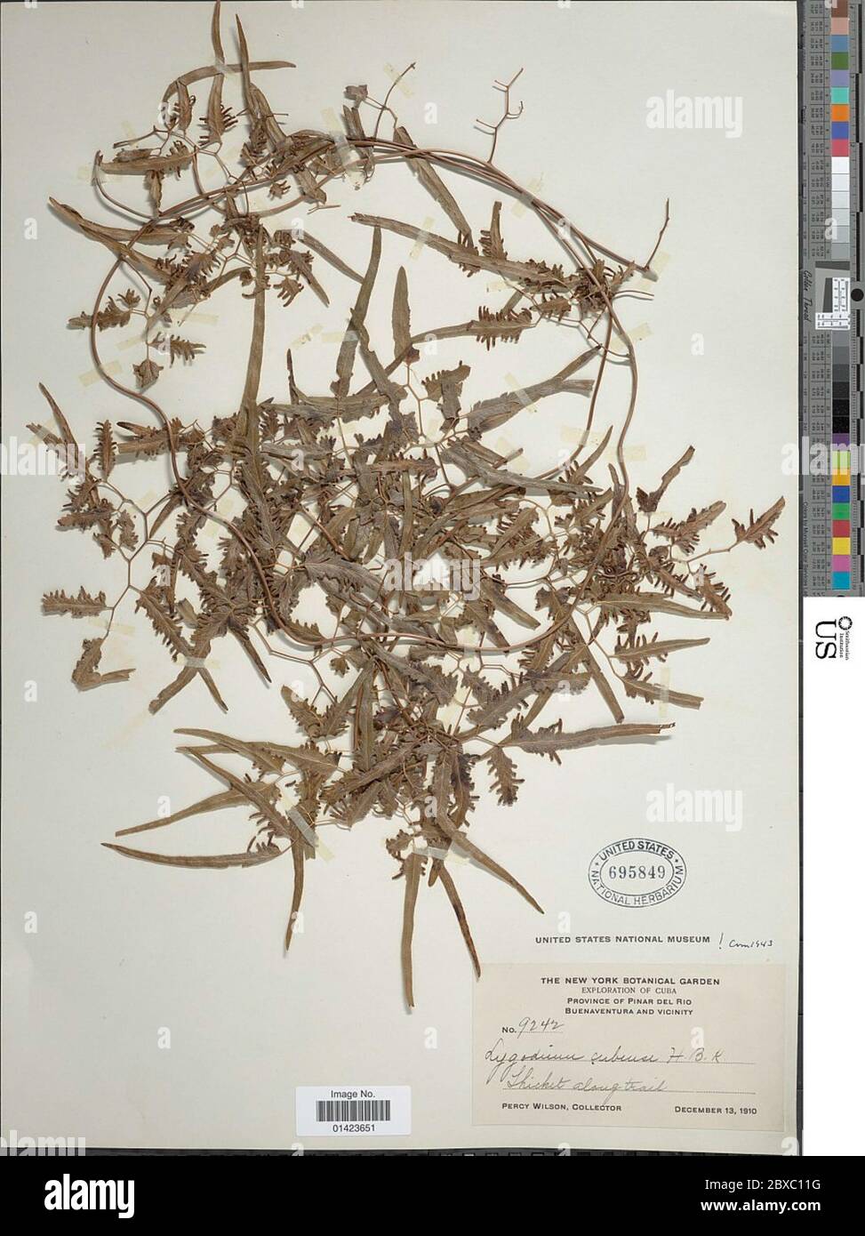 Cubense hi-res stock photography and images - Alamy