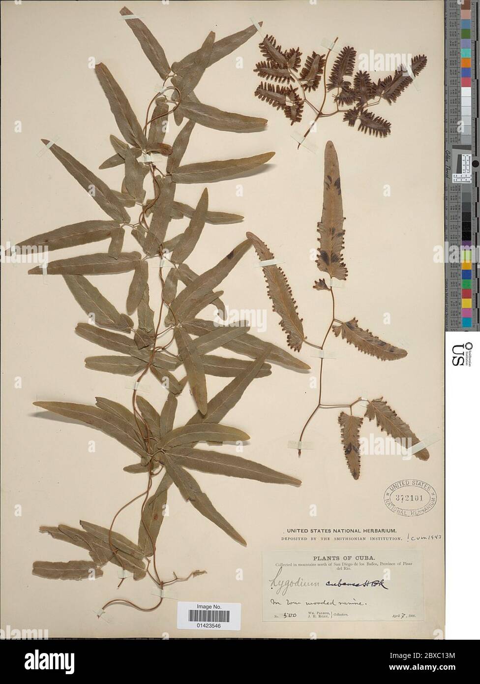 Cubense hi-res stock photography and images - Alamy