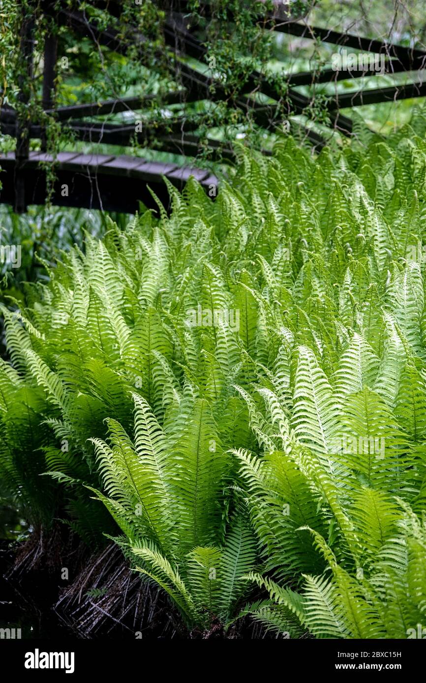Ostrich shuttlecock fern growing on the bank of a stream in the garden ...