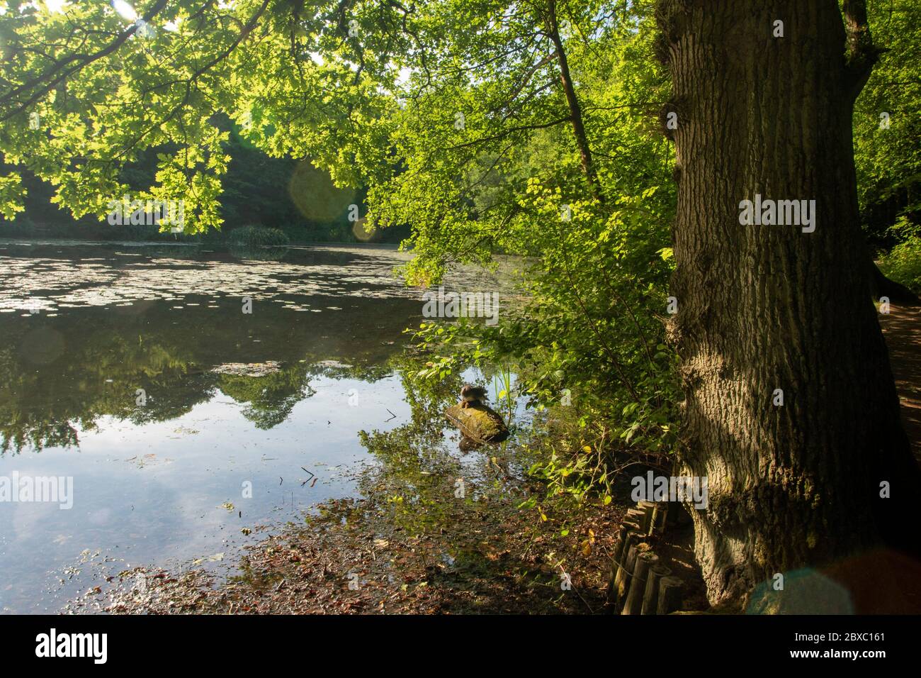 Keston pond on the outskirts of Bromley in spring, Greater London ...