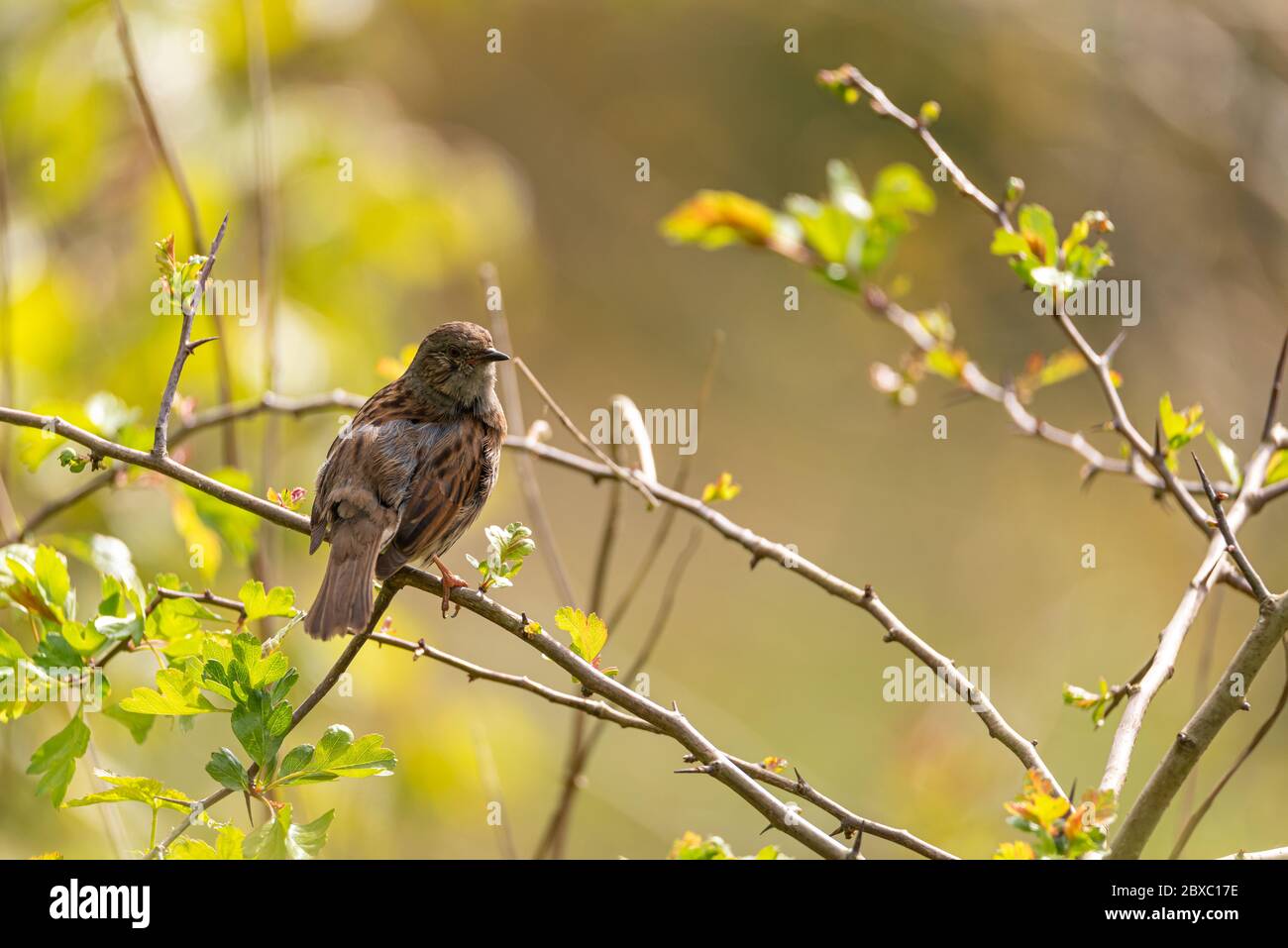 Female dunnock hi-res stock photography and images - Alamy