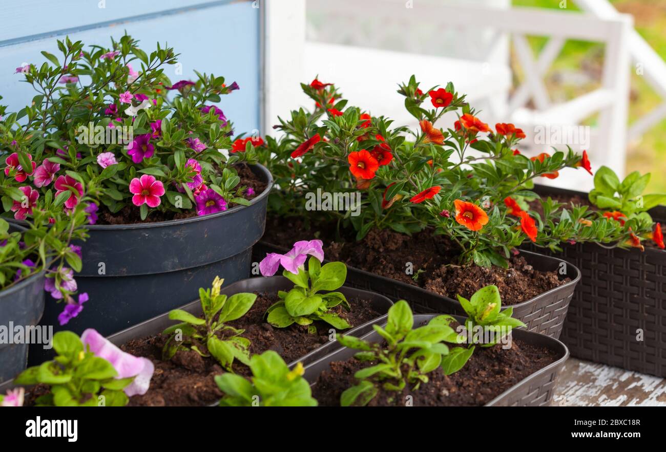 Calibrachoa and petunia seedlings with colorful flowers are in pots ...