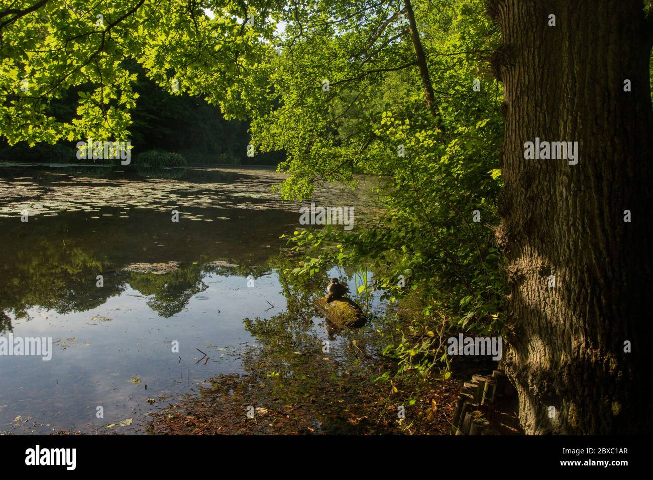 Keston village hi-res stock photography and images - Alamy