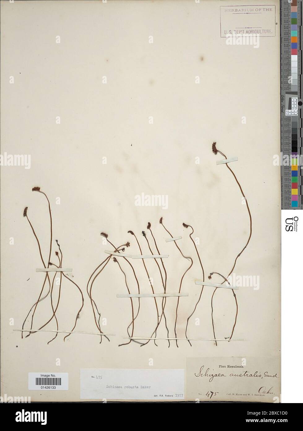 Schizaea robusta Schizaea robusta Stock Photo - Alamy