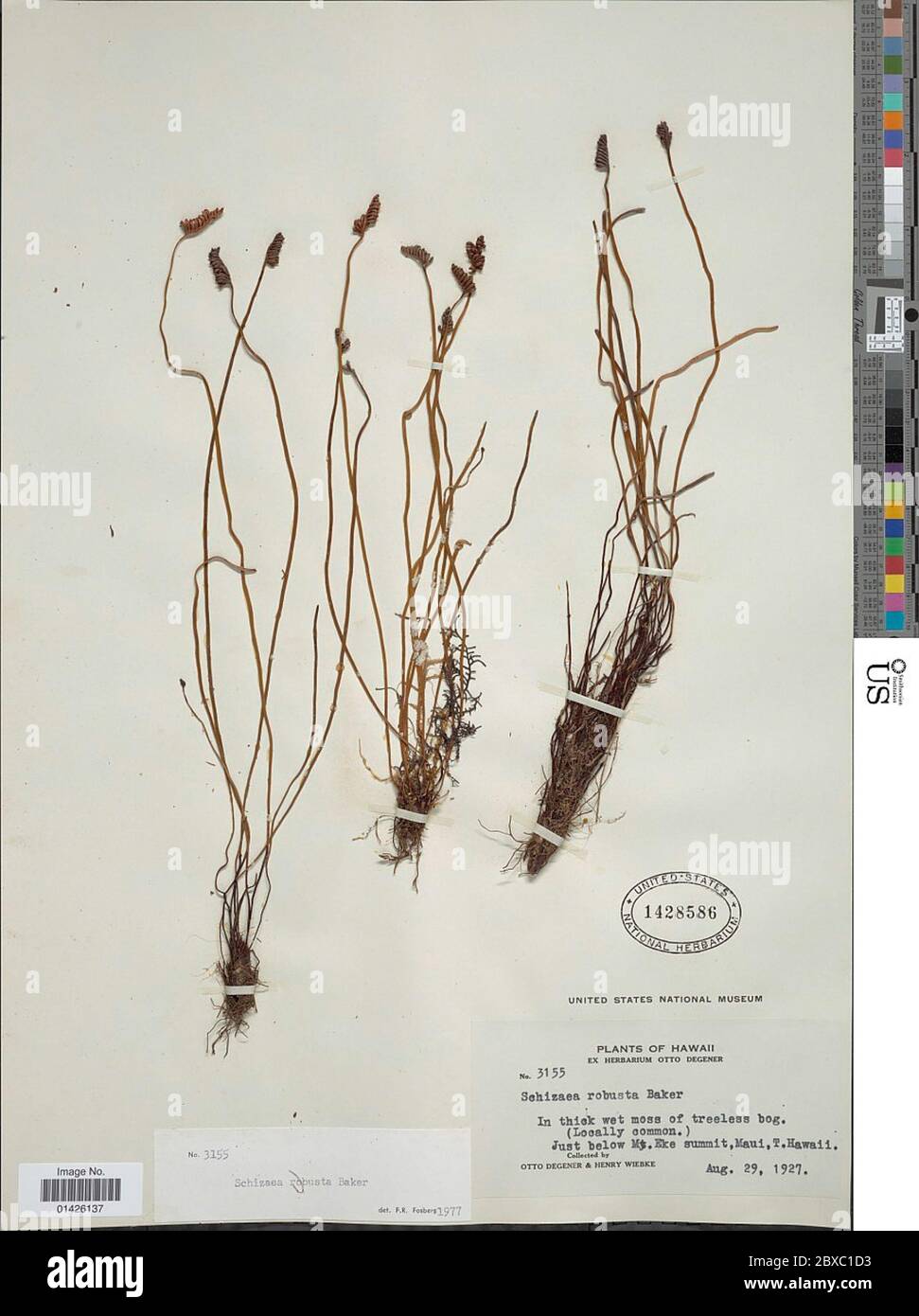 Schizaea robusta Schizaea robusta Stock Photo - Alamy