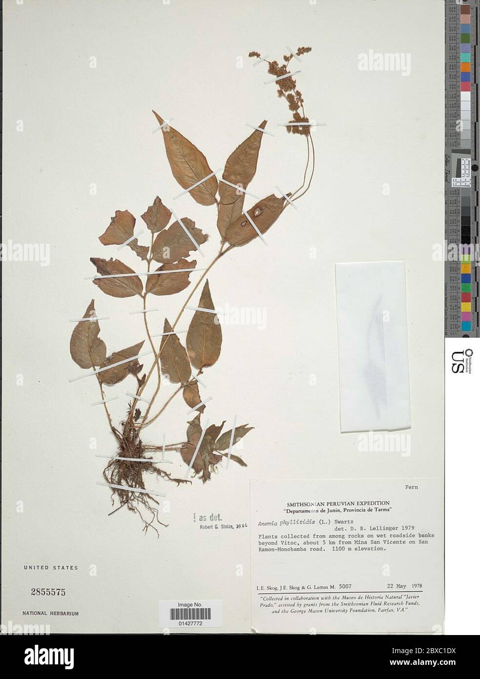 Anemia phyllitidis L Sw Anemia phyllitidis L Sw Stock Photo - Alamy